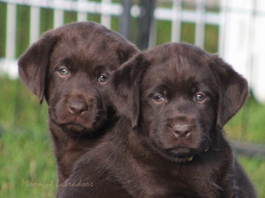 MoonLit Labradors - Puppies Available | MoonLit Labradors | Black ...