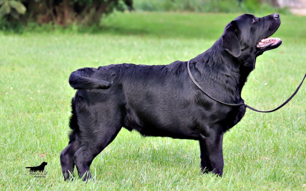 Lennon | MoonLit Labradors | Black, Yellow, and Chocolate