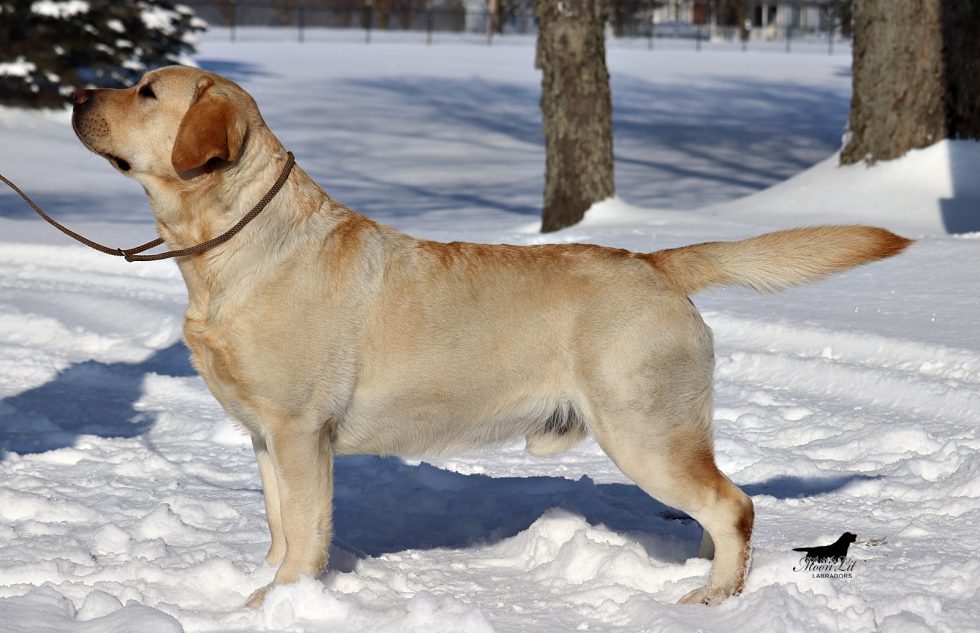 MoonLit Labradors - Preston | MoonLit Labradors | Black, Yellow, and ...