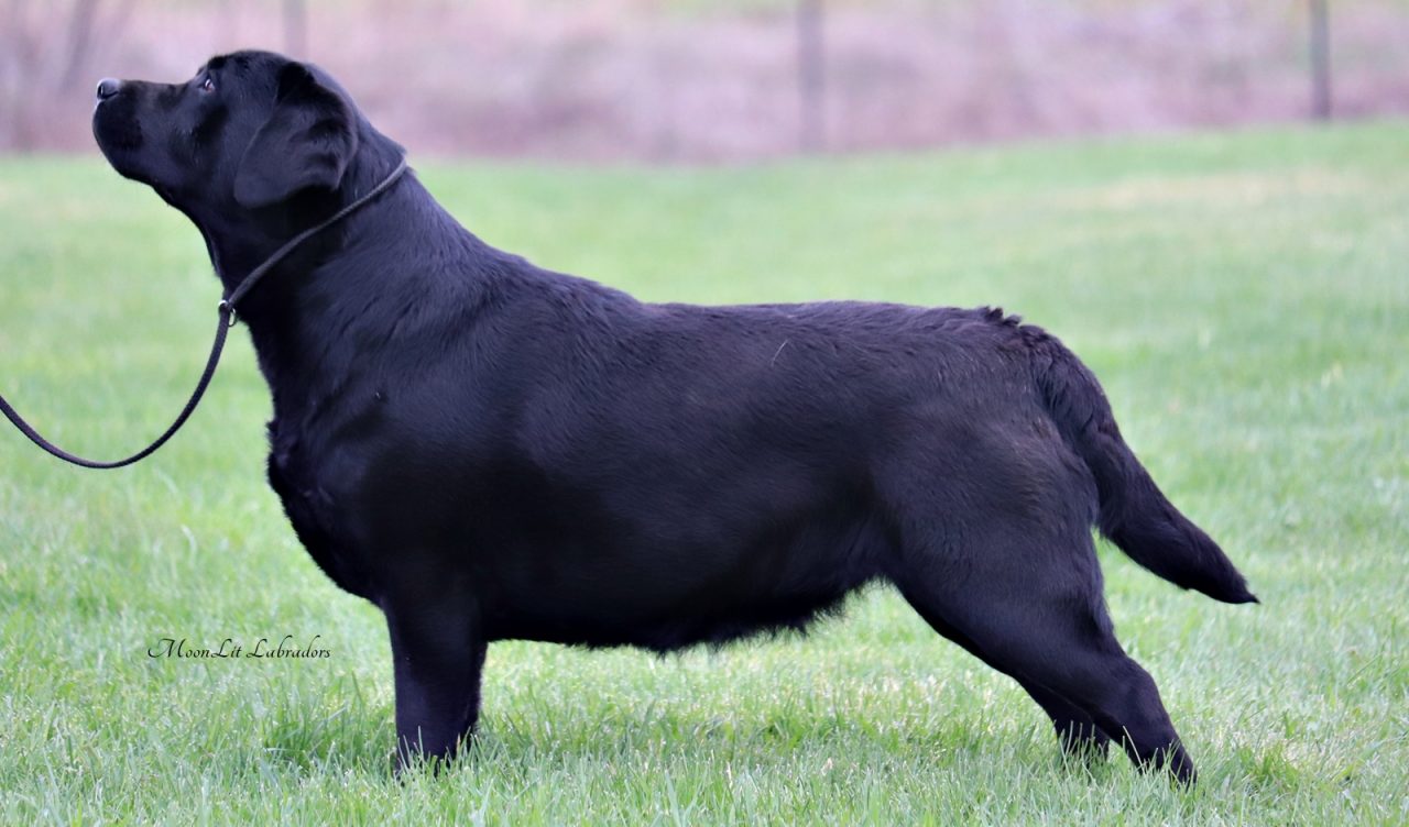 MoonLit Labradors - Seal | MoonLit Labradors | Black, Yellow, and Chocolate