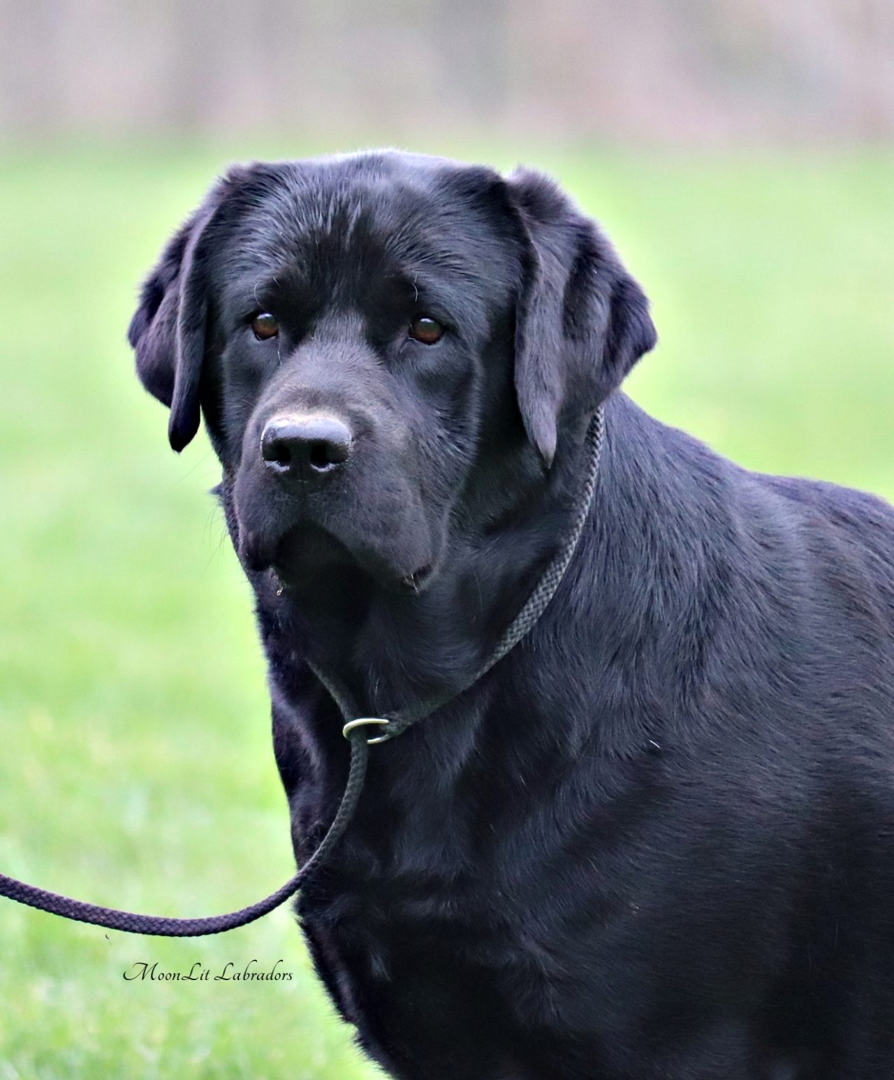 MoonLit Labradors - Seal | MoonLit Labradors | Black, Yellow, and Chocolate