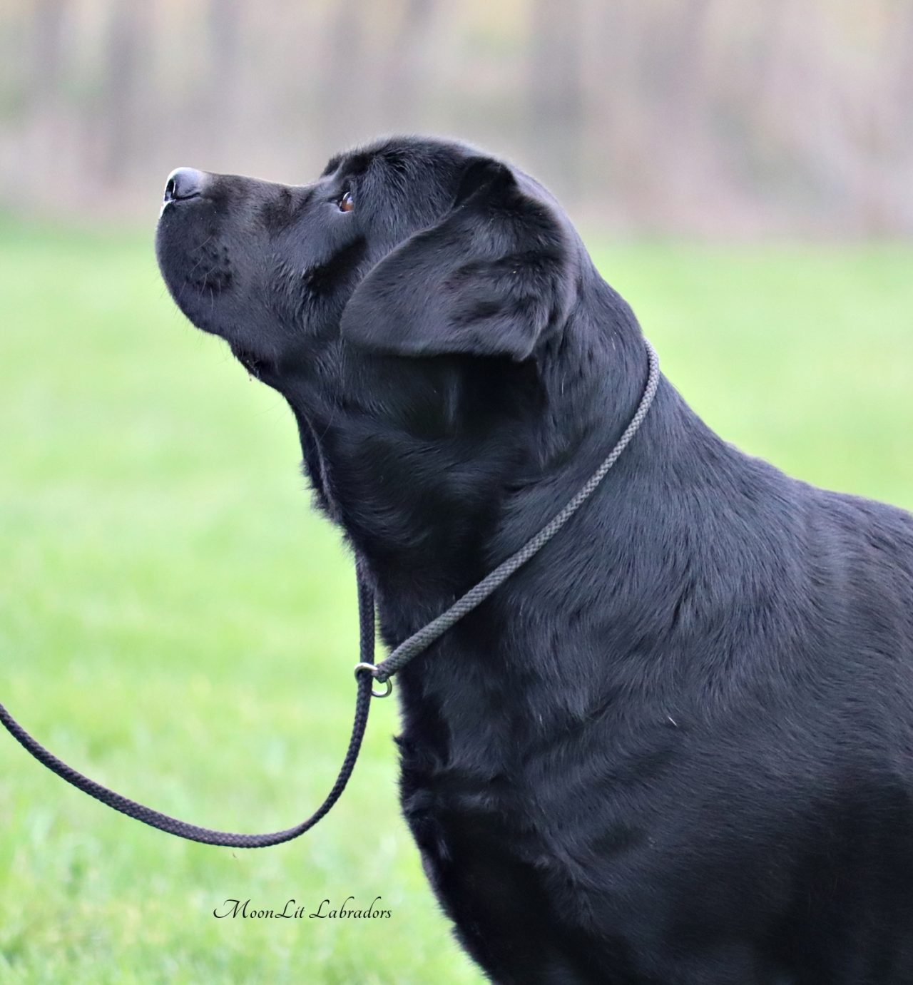 MoonLit Labradors - Seal | MoonLit Labradors | Black, Yellow, and Chocolate