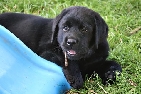 Dragon | MoonLit Labradors | Black, Yellow, and Chocolate